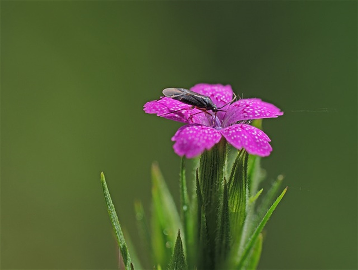 "Wildflowers & Insects" (VIRTUAL) with Mass Audubon West Springfield ...